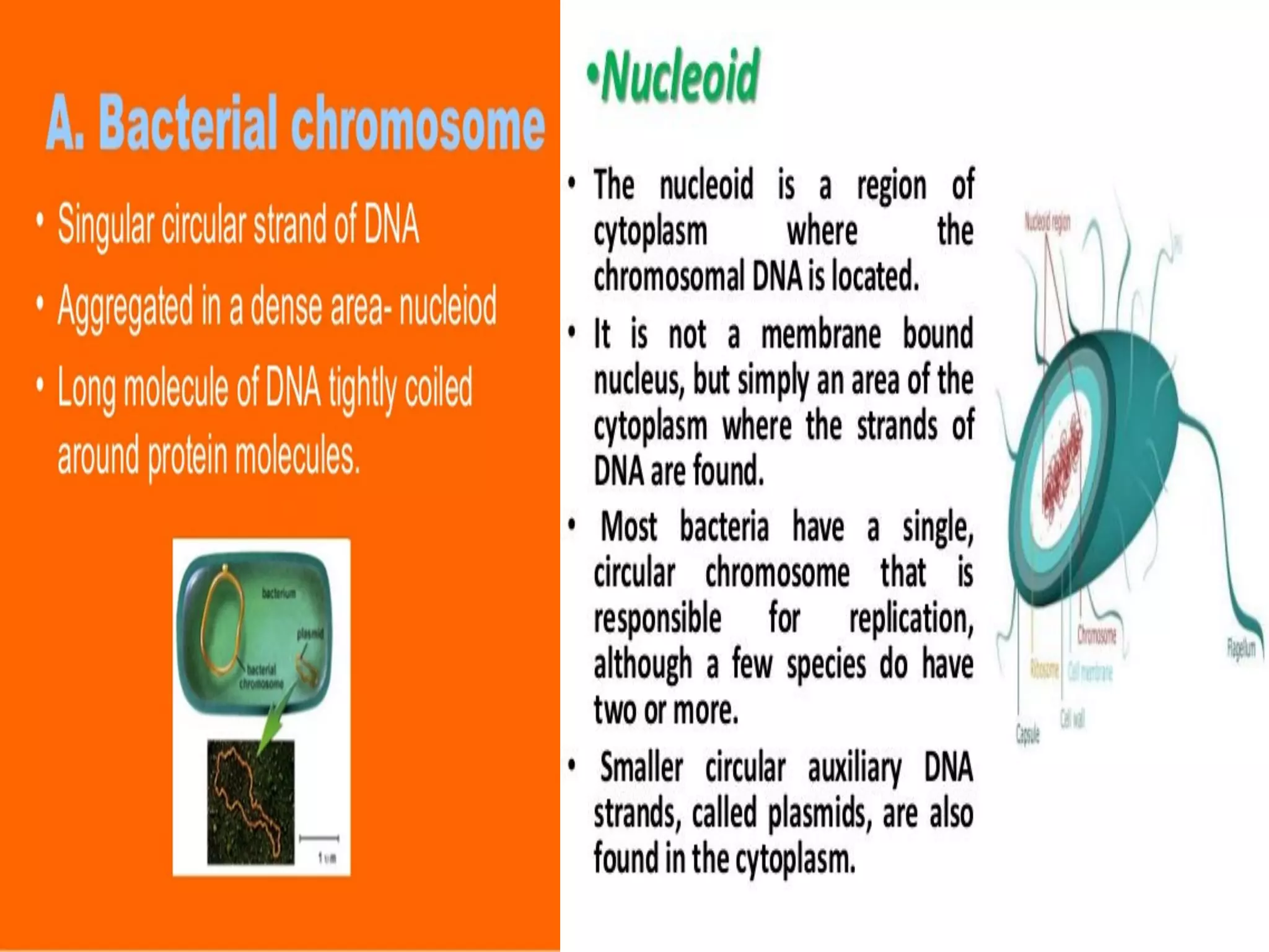 E.coli structure | PDF