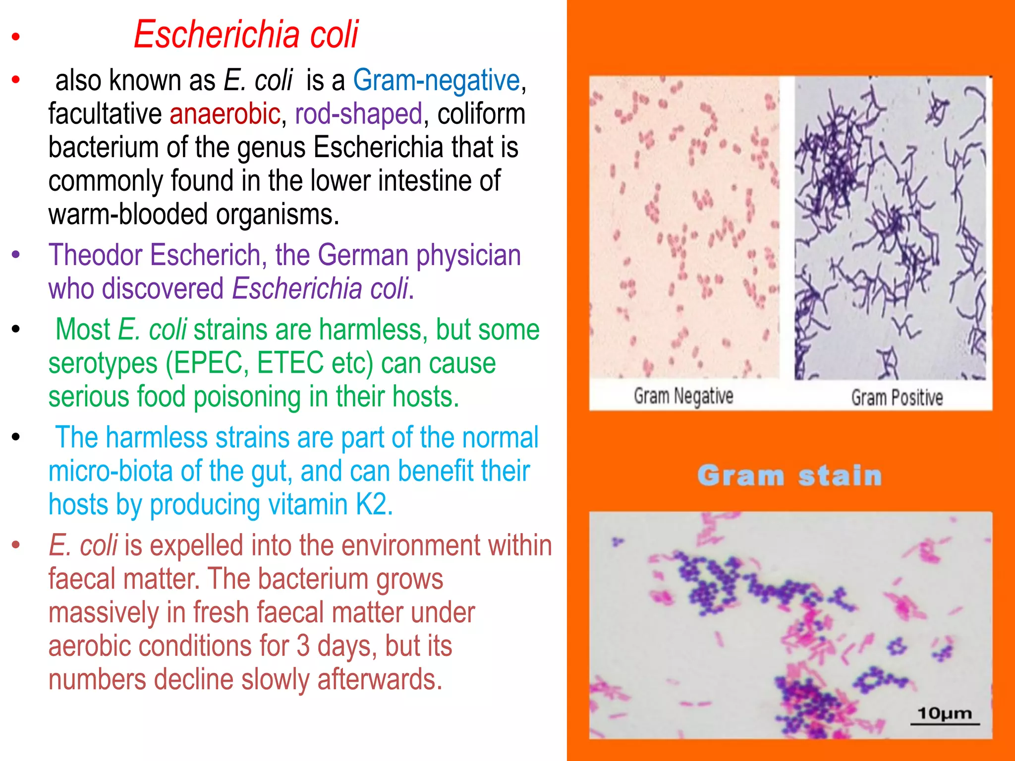 E.coli structure | PDF