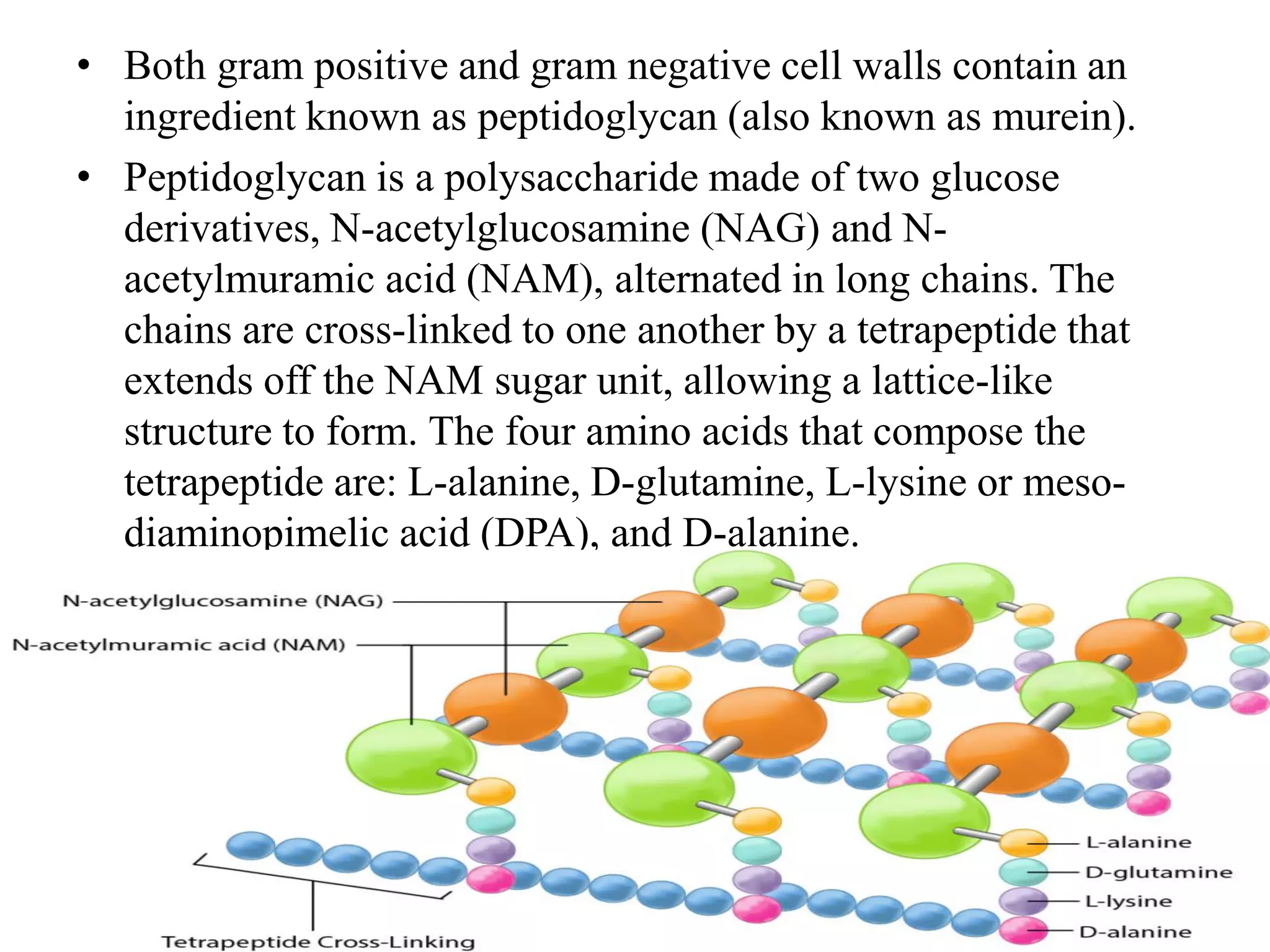 E.coli structure | PDF