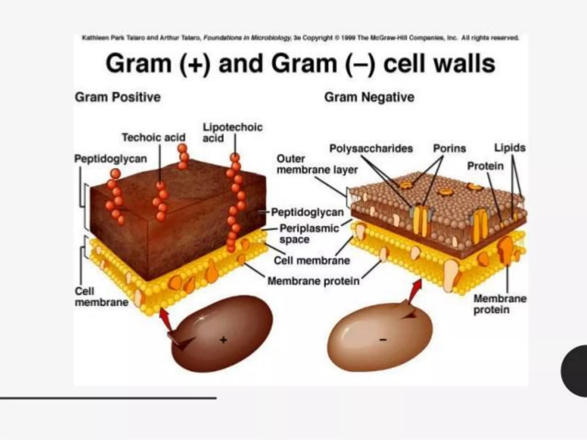E.coli structure | PDF