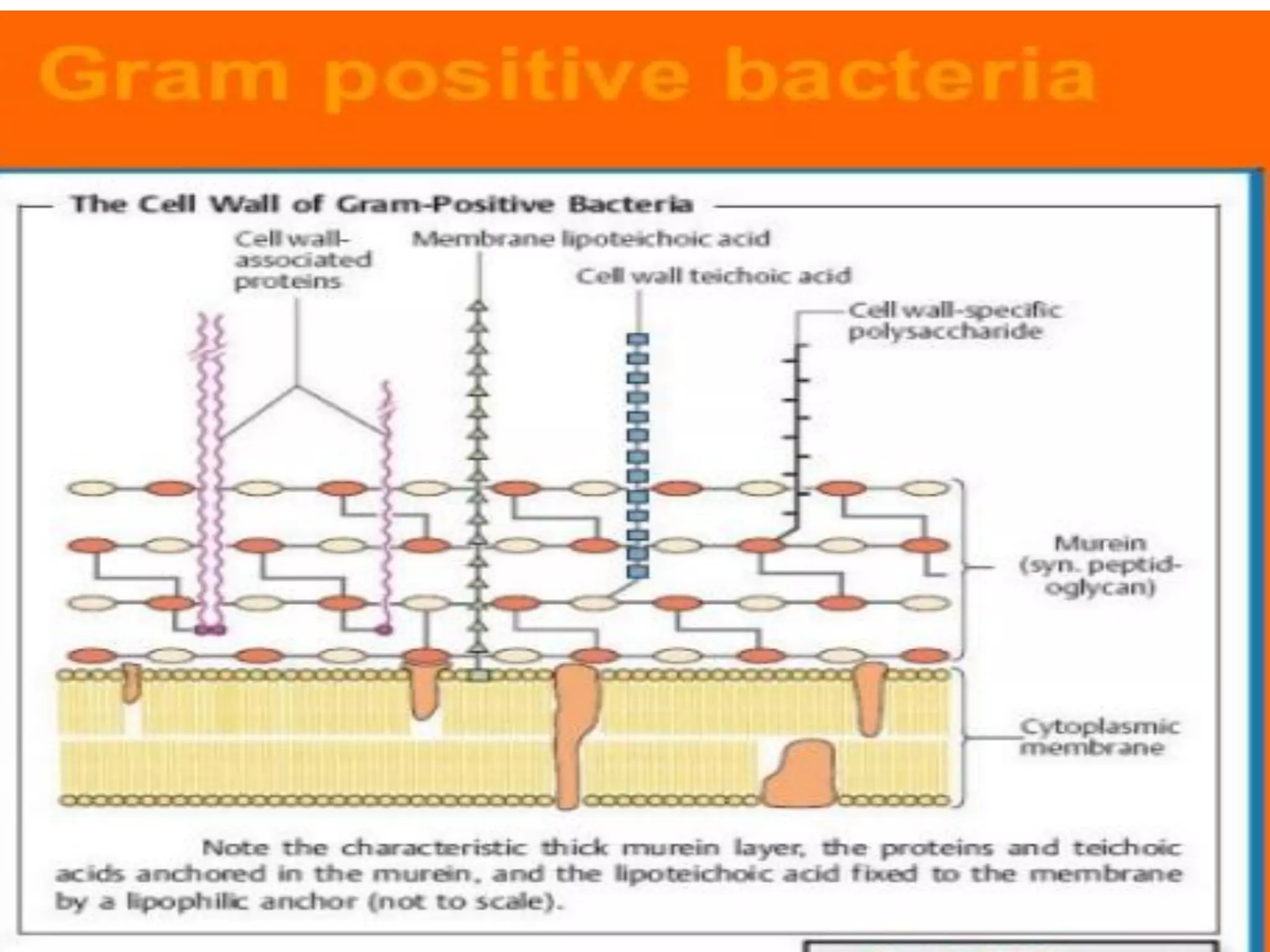 E.coli structure | PDF
