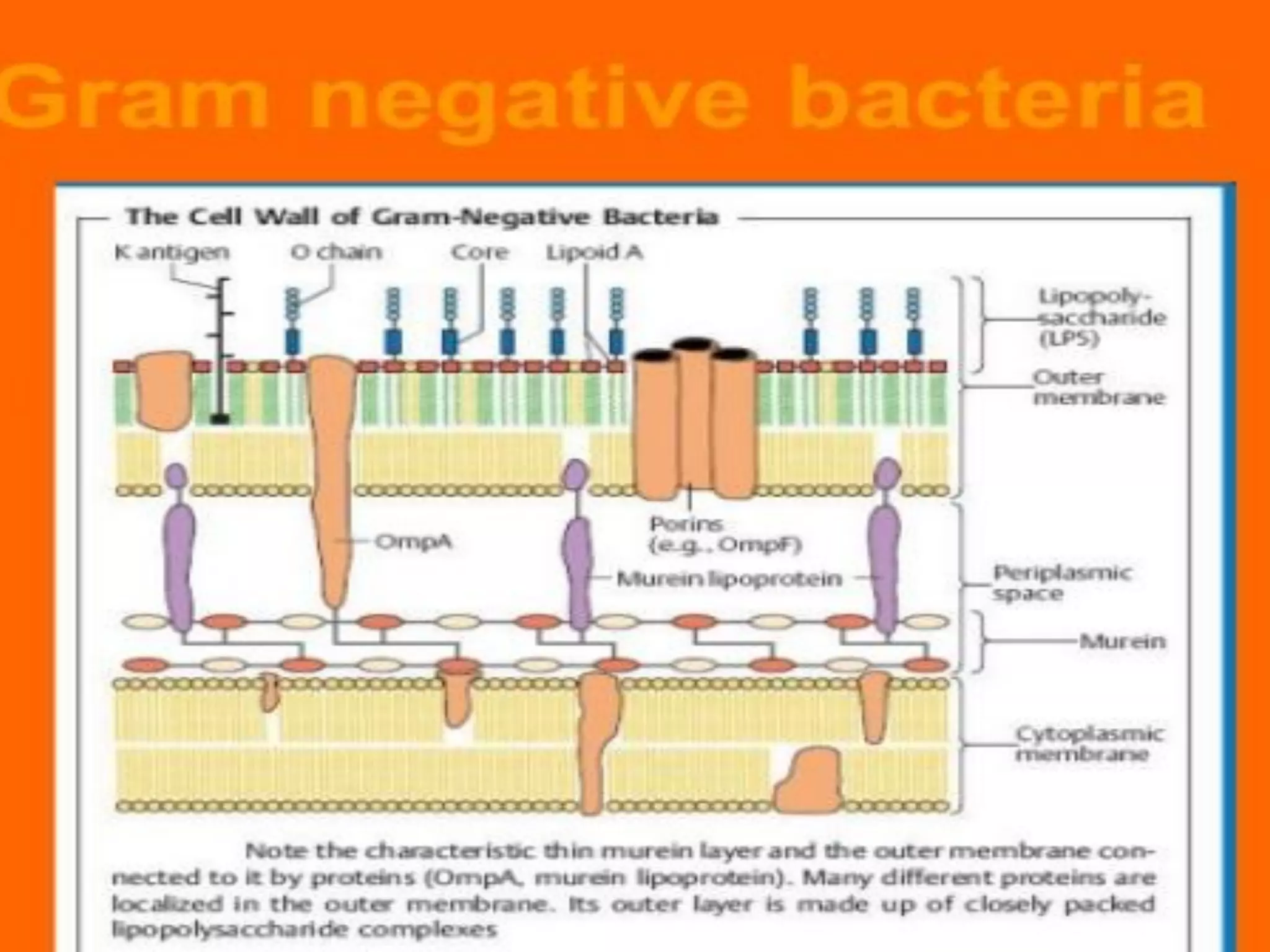 E.coli structure | PDF