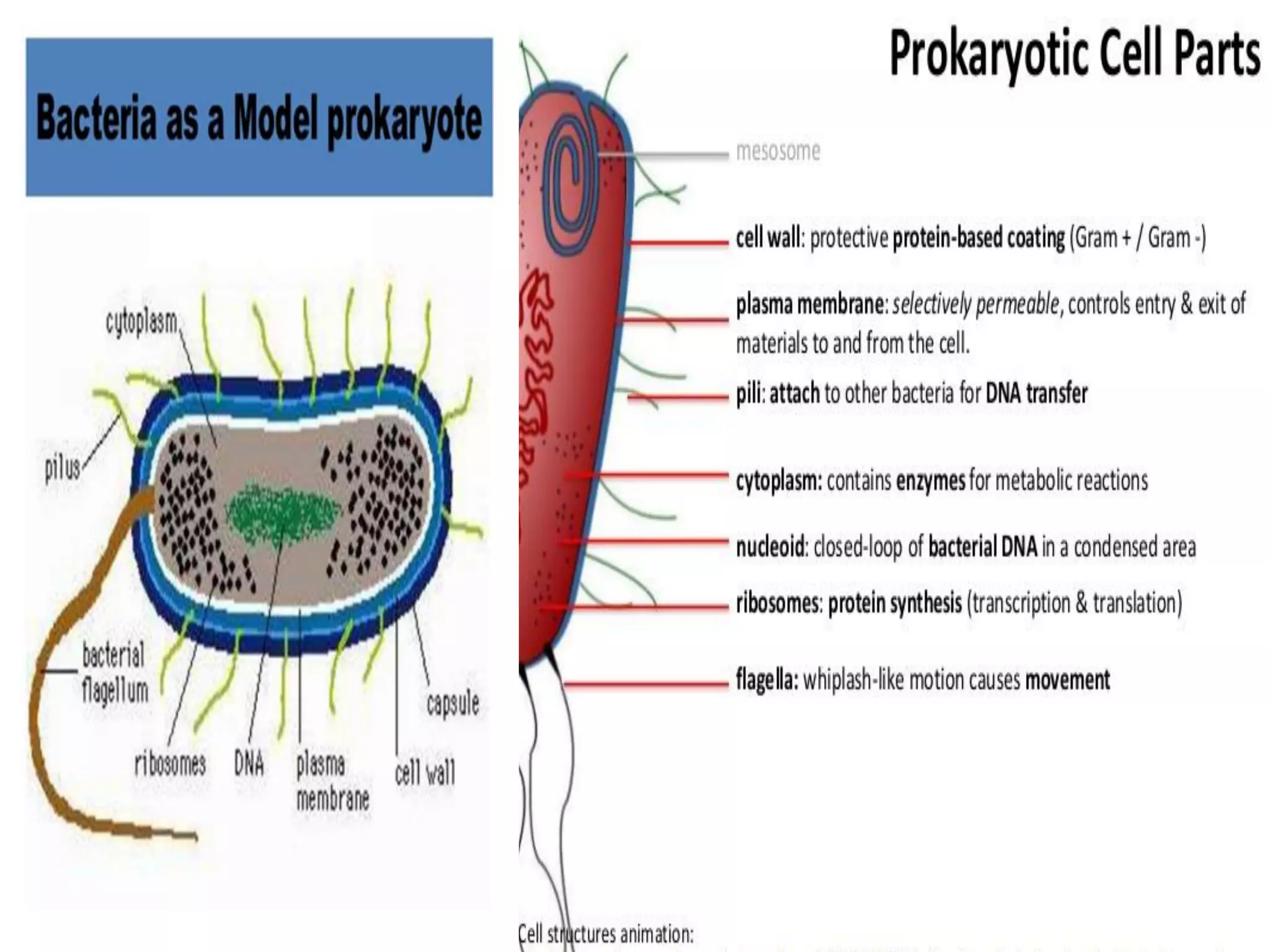 E.coli structure | PDF