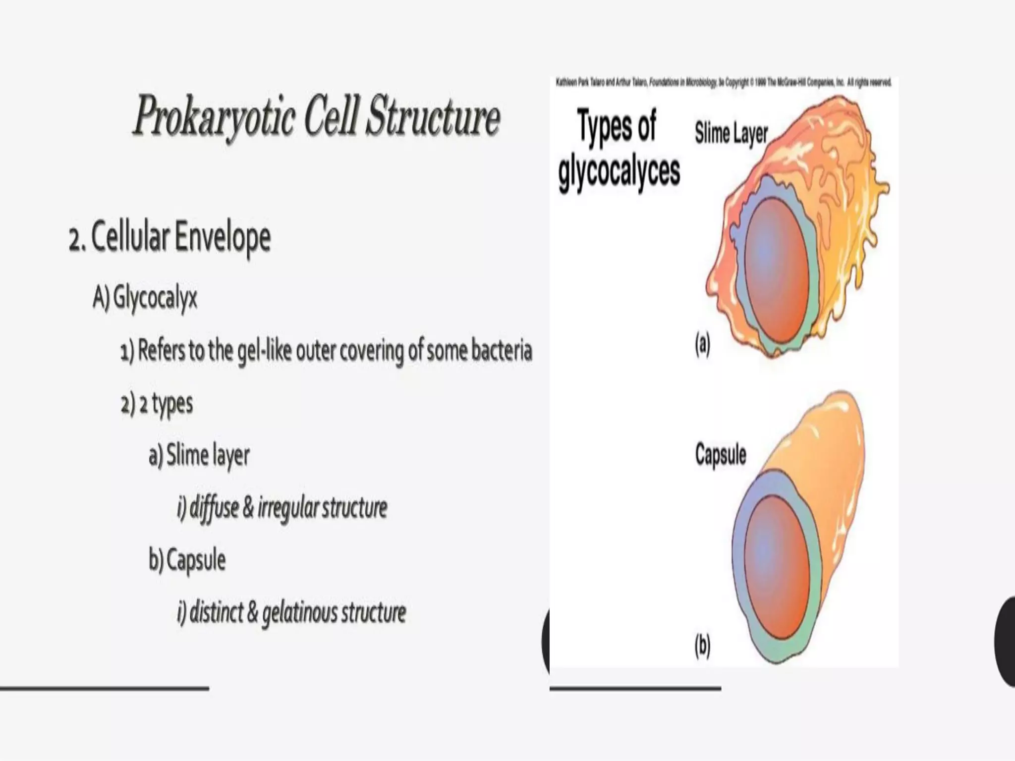 E.coli structure | PDF