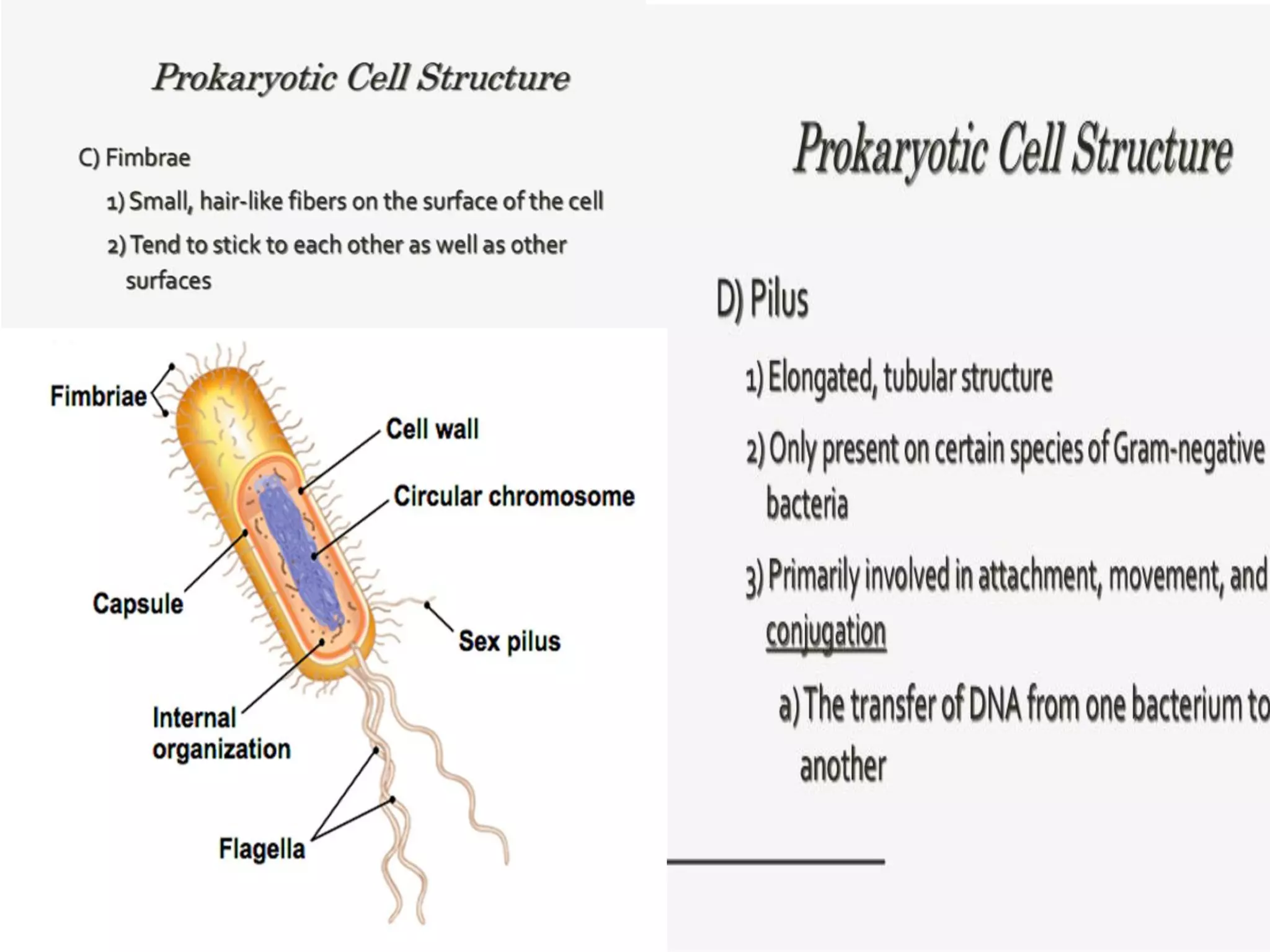 E.coli structure | PDF