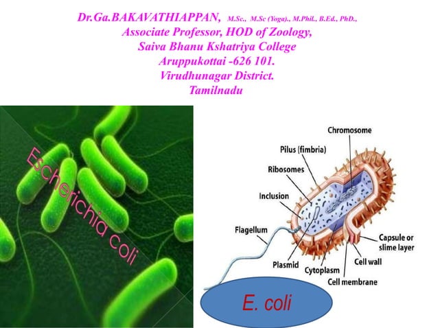 E.coli structure | PPT