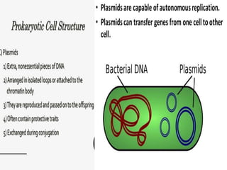 E.coli structure | PDF
