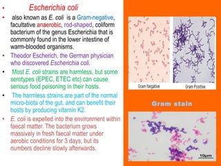 E.coli structure | PDF
