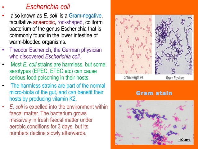 E.coli structure | PPT