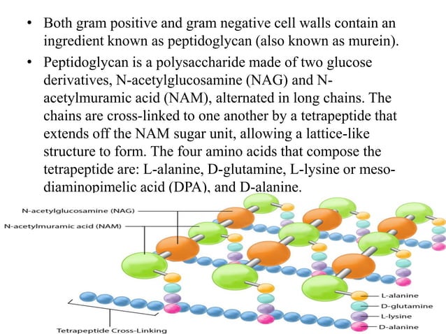 E.coli structure | PDF | Chemistry | Science