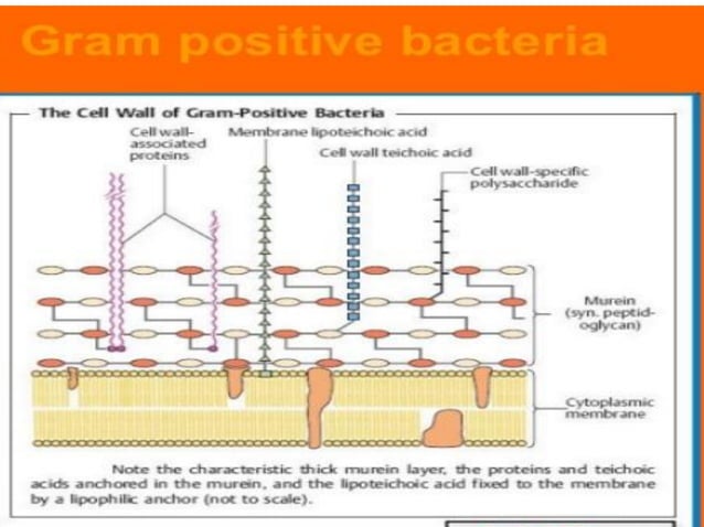 E.coli structure | PPT
