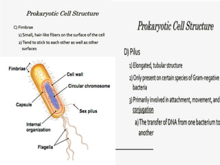 E.coli structure | PDF
