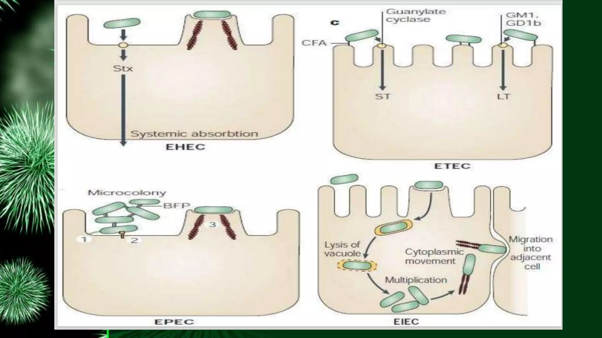 E. coli | PPTX