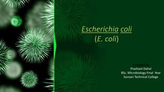 E. coli | PPTX