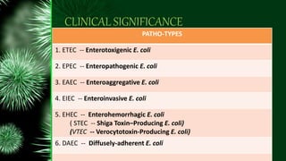 E. coli | PPTX