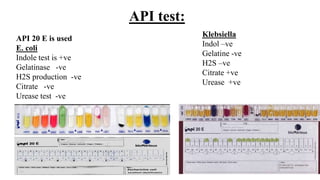 E.coli and klebsiella | PPTX