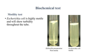 E.coli and klebsiella | PPTX