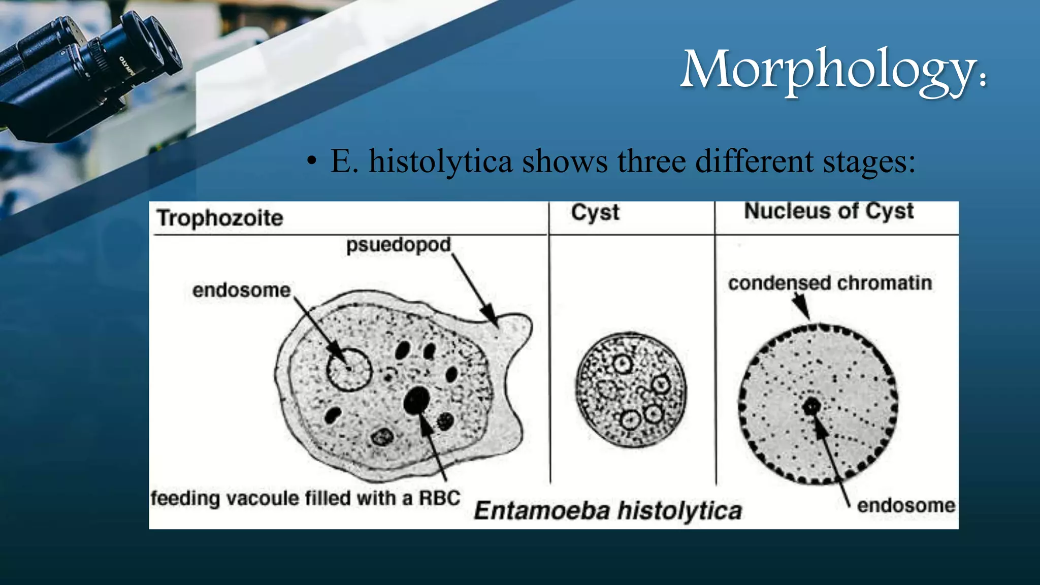 E. Histolytica and Hartmanni.pptx