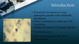 E. Histolytica and Hartmanni.pptx