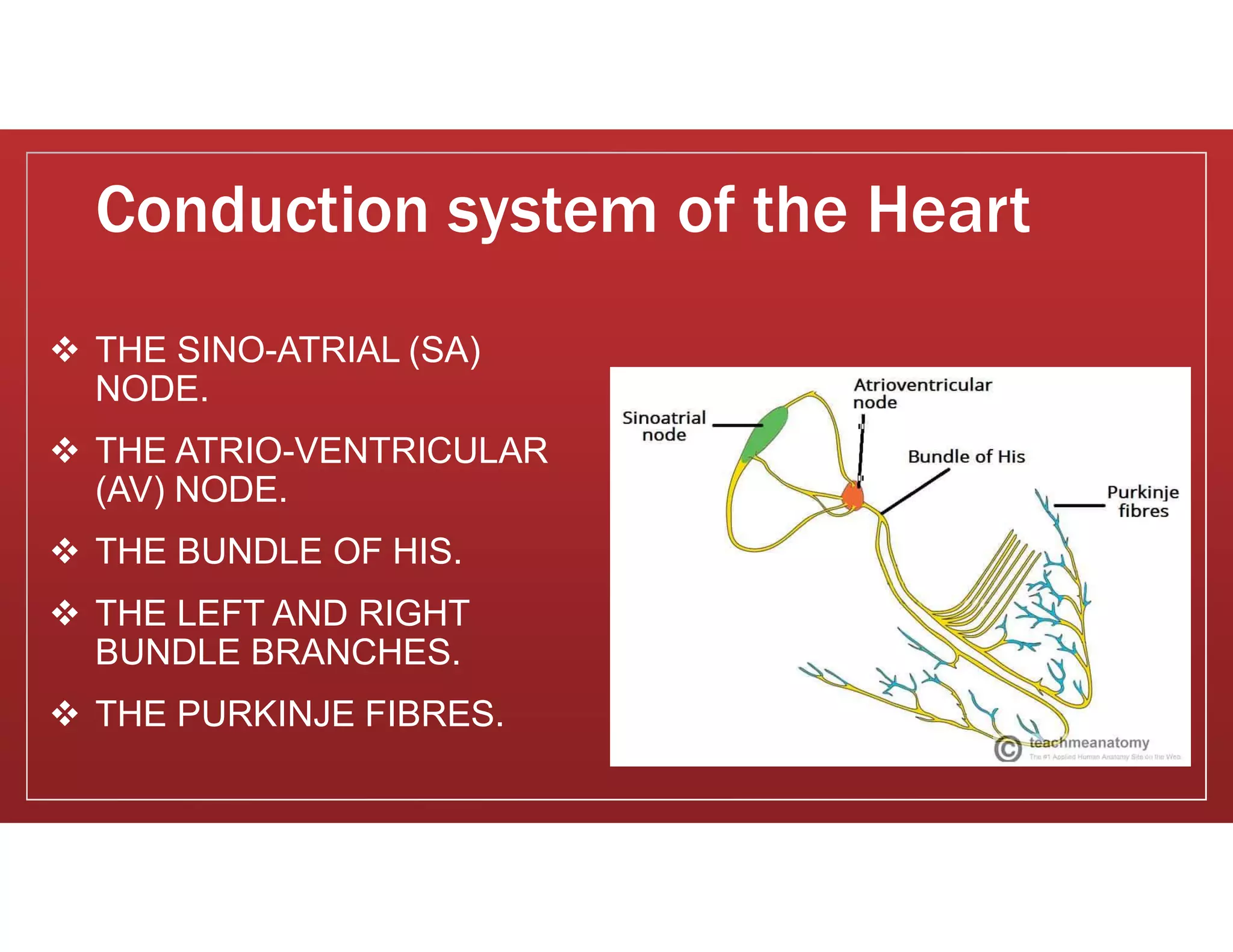 E.C.G. UNDERSTANDING AND INTERPRETATION | PDF
