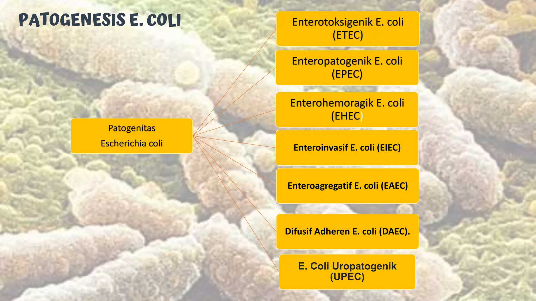 bakteri e. coli escherichia coli dengan Gastroesophageal reflux disease ...