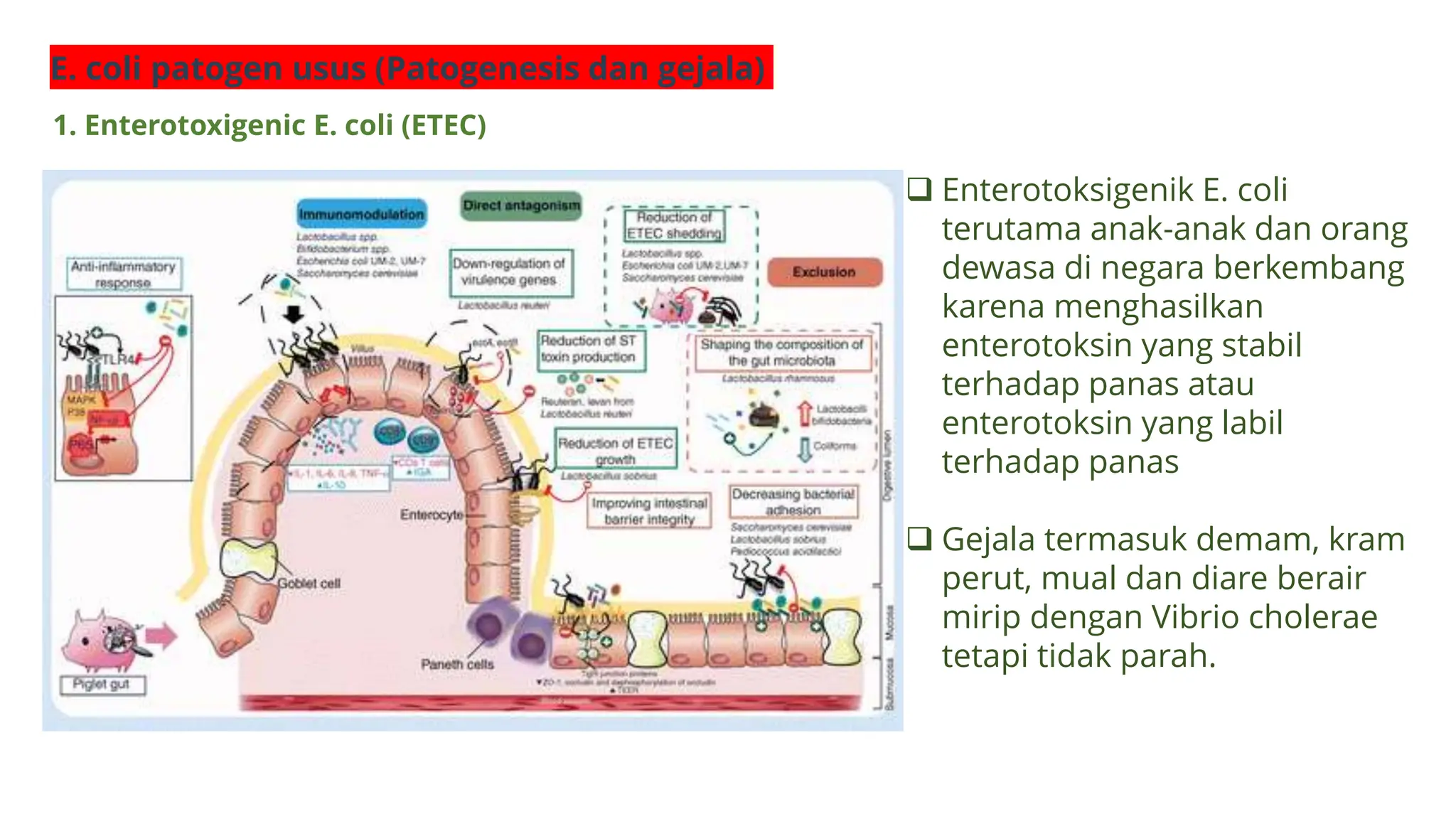 bakteri e. coli escherichia coli dengan Gastroesophageal reflux disease | PPTX