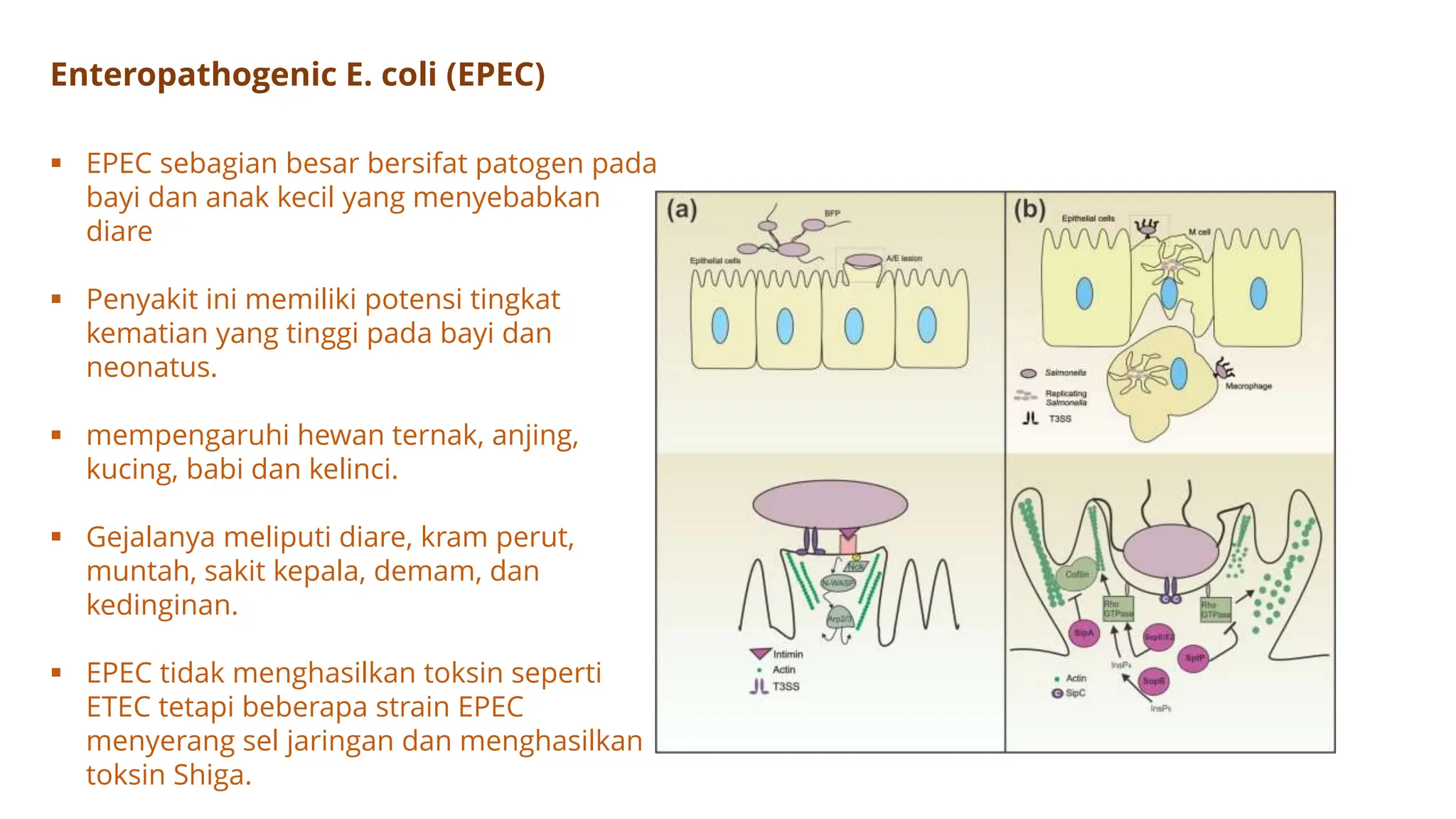 bakteri e. coli escherichia coli dengan Gastroesophageal reflux disease ...