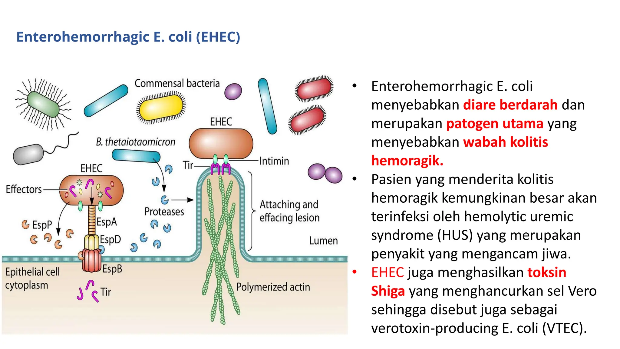 bakteri e. coli escherichia coli dengan Gastroesophageal reflux disease ...