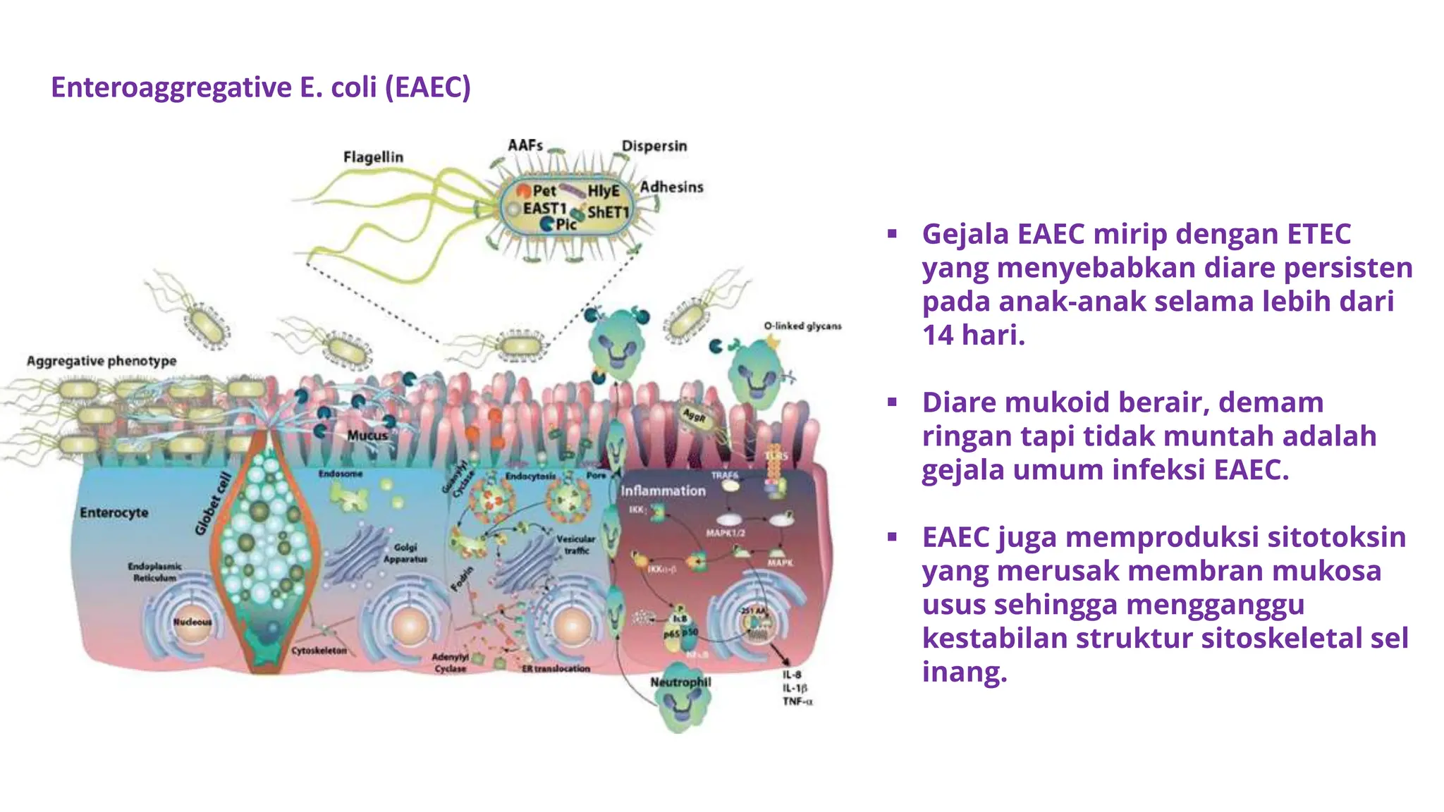 bakteri e. coli escherichia coli dengan Gastroesophageal reflux disease ...