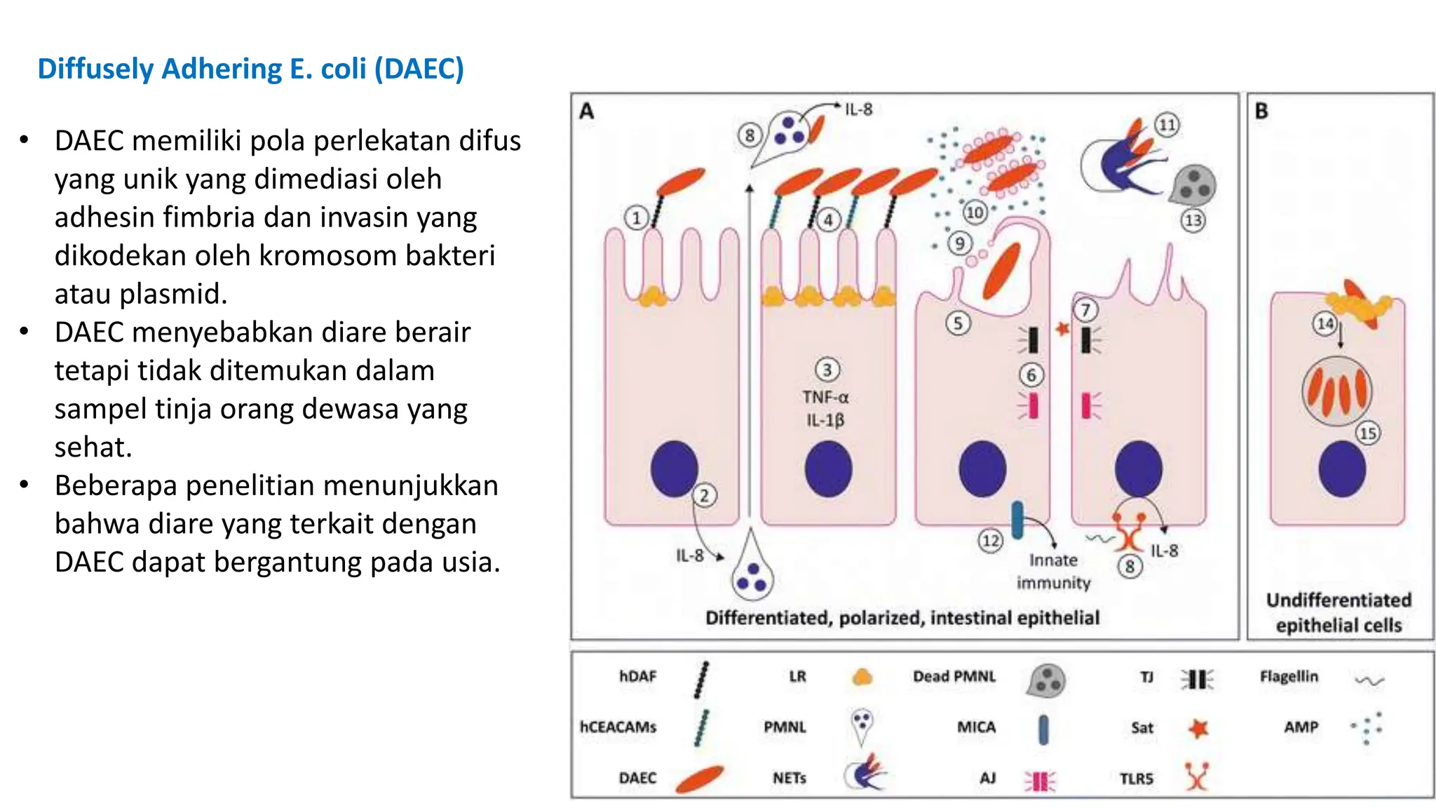 bakteri e. coli escherichia coli dengan Gastroesophageal reflux disease ...