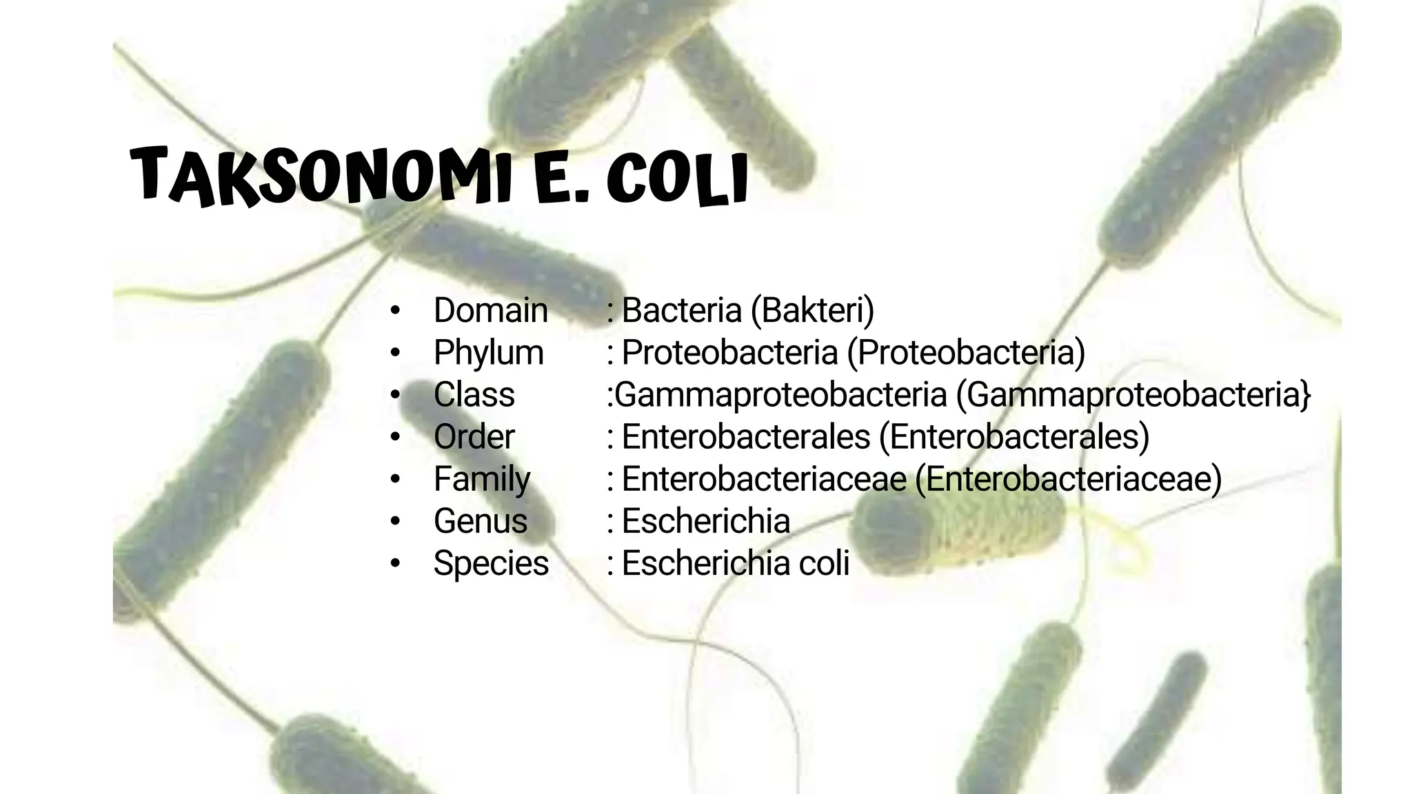 bakteri e. coli escherichia coli dengan Gastroesophageal reflux disease | PPTX
