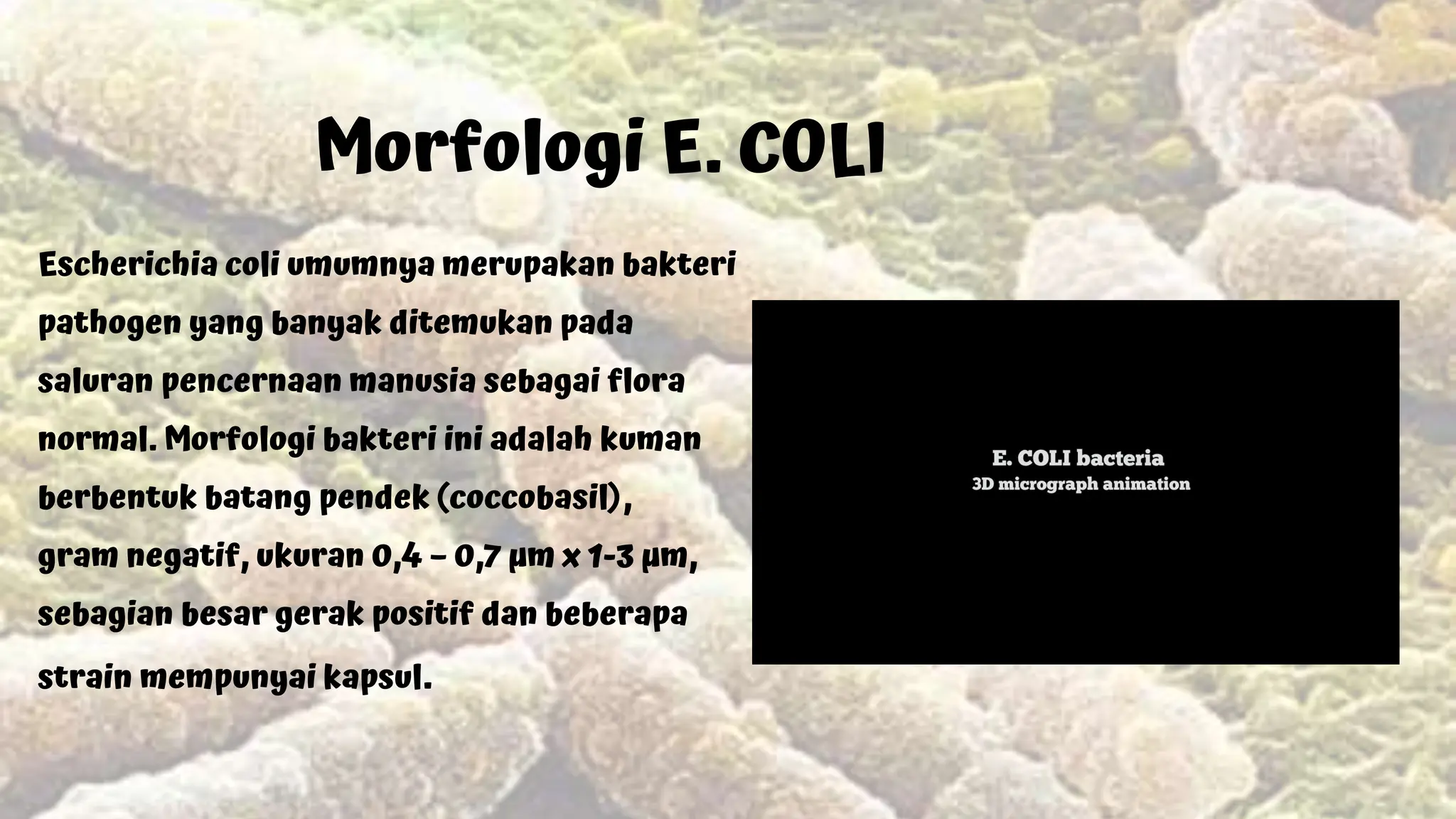 bakteri e. coli escherichia coli dengan Gastroesophageal reflux disease | PPTX