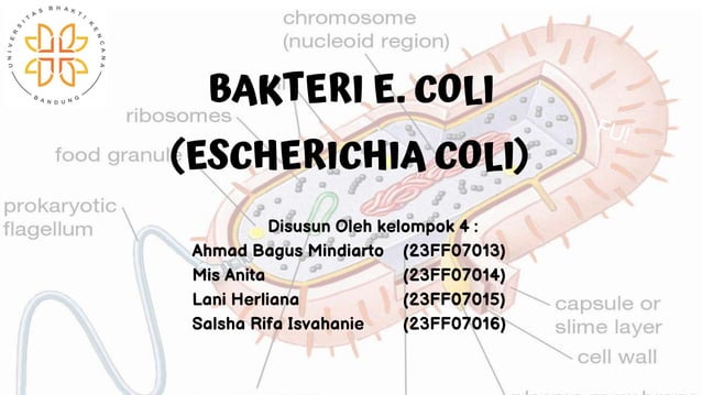 bakteri e. coli escherichia coli dengan Gastroesophageal reflux disease | PPTX
