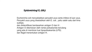 bakteri e. coli escherichia coli dengan Gastroesophageal reflux disease ...