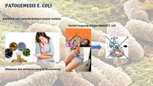 bakteri e. coli escherichia coli dengan Gastroesophageal reflux disease | PPTX