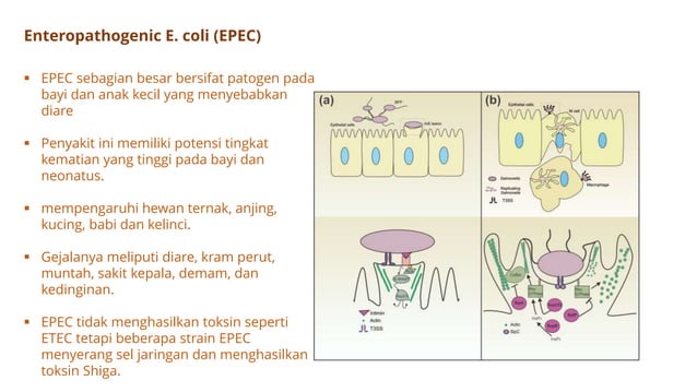 bakteri e. coli escherichia coli dengan Gastroesophageal reflux disease | PPTX