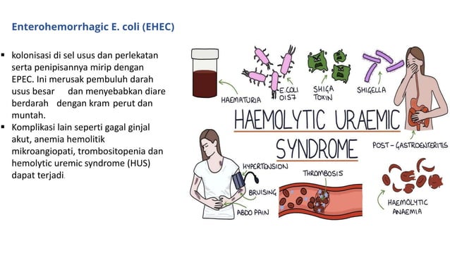 bakteri e. coli escherichia coli dengan Gastroesophageal reflux disease | PPTX