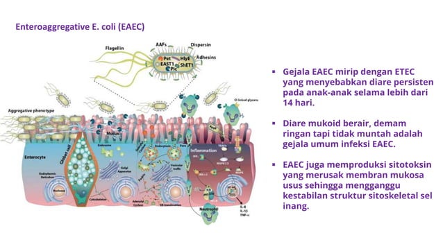 bakteri e. coli escherichia coli dengan Gastroesophageal reflux disease | PPTX