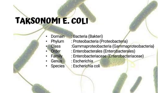 bakteri e. coli escherichia coli dengan Gastroesophageal reflux disease | PPTX