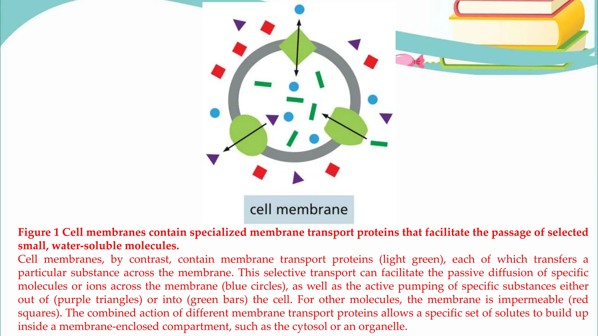 Movement of Molecules across Cell Membranes.pptx