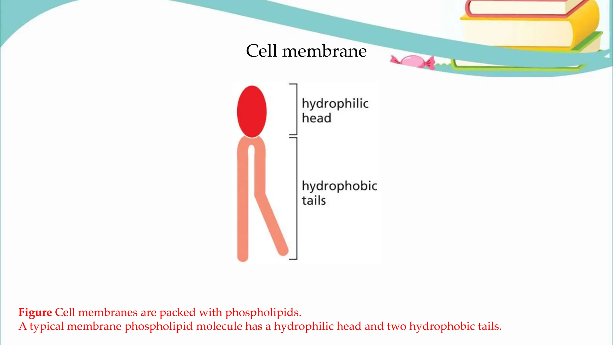Movement of Molecules across Cell Membranes.pptx