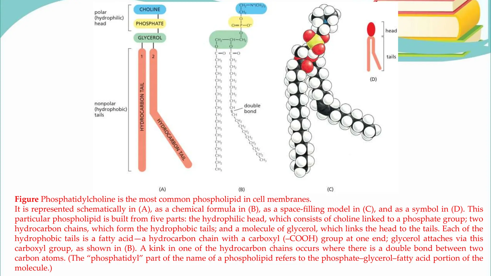 Movement of Molecules across Cell Membranes.pptx