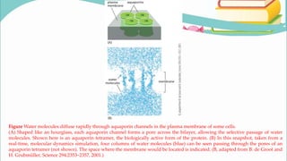 Movement of Molecules across Cell Membranes.pptx