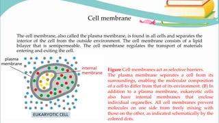 Movement of Molecules across Cell Membranes.pptx