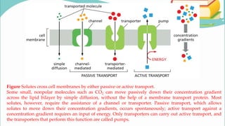 Movement of Molecules across Cell Membranes.pptx