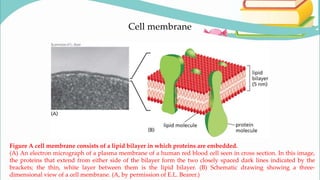 Movement of Molecules across Cell Membranes.pptx