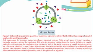 Movement of Molecules across Cell Membranes.pptx