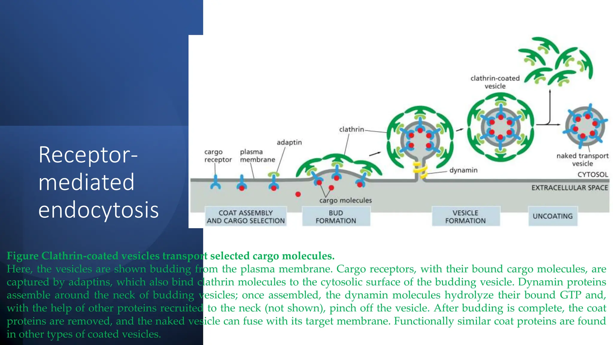 Movement of Molecules across Cell Membranes#2 | PPTX