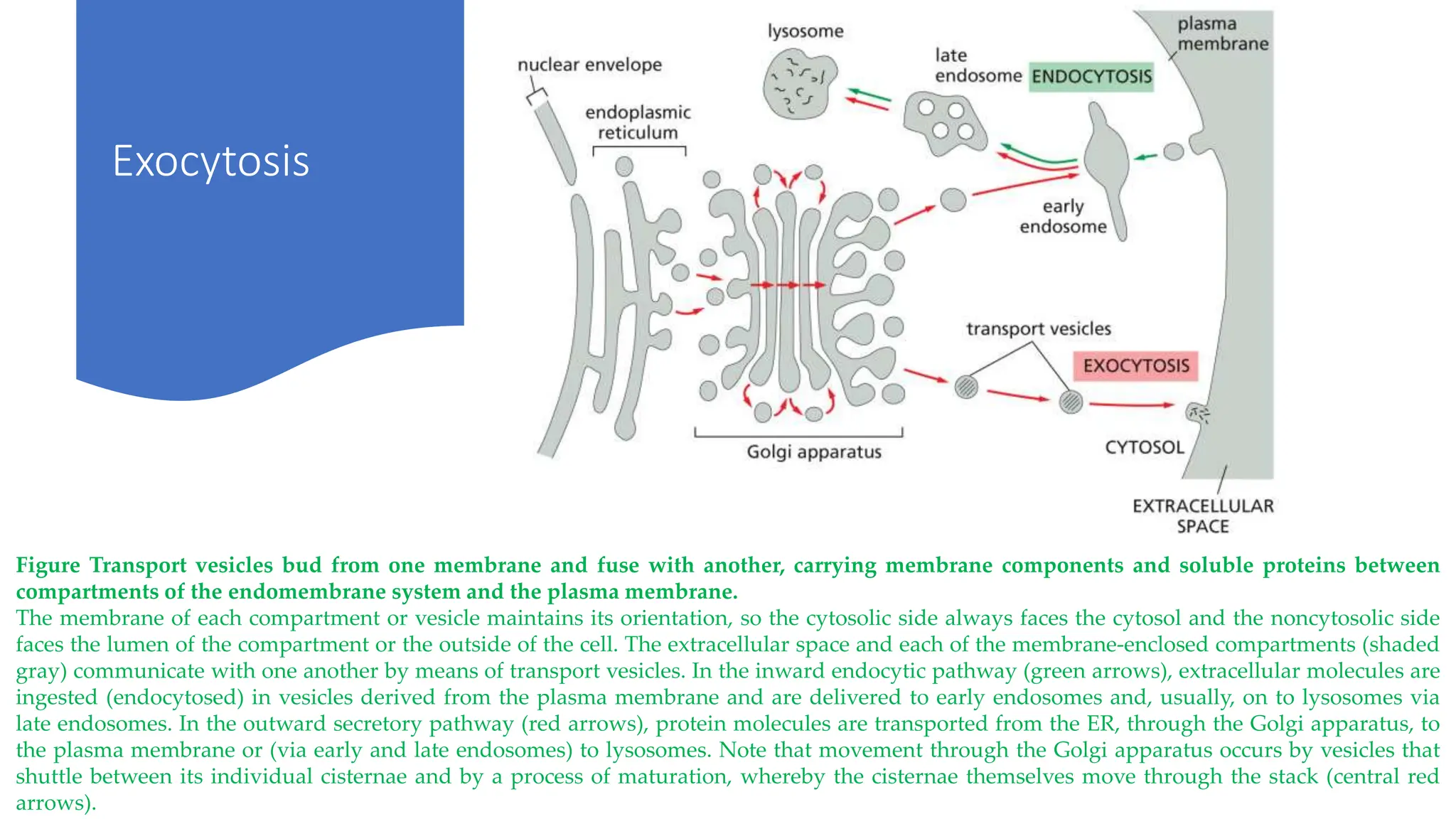 Movement of Molecules across Cell Membranes#2 | PPTX