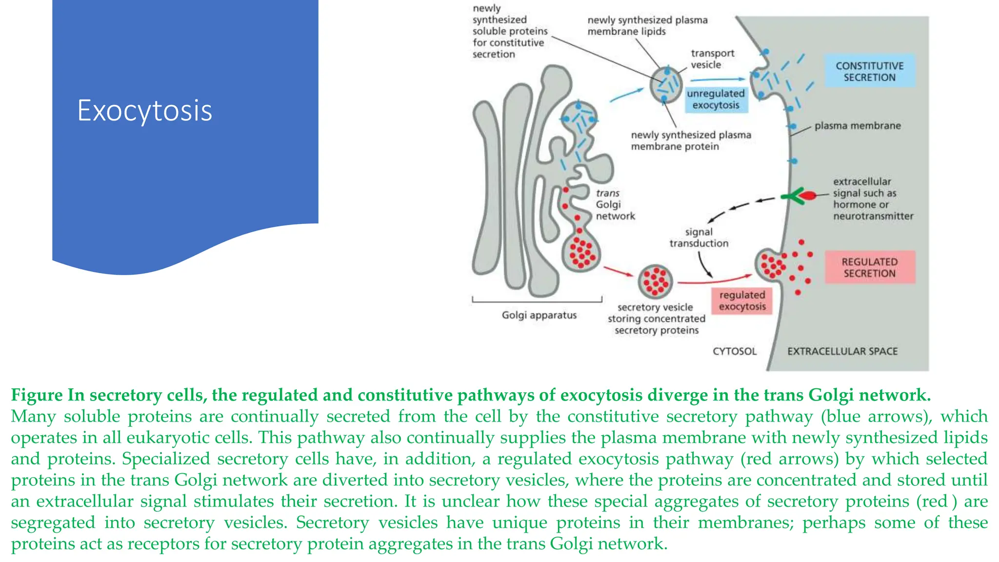 Movement of Molecules across Cell Membranes#2 | PPTX